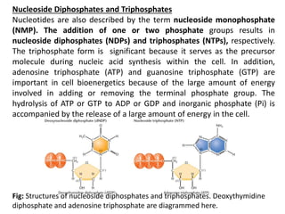Molecular basis of life: Structures and function of DNA and RNA | PPTX