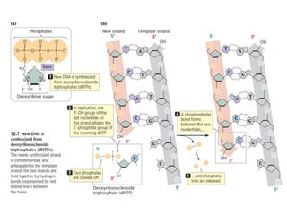 Molecular basis of life: Structures and function of DNA and RNA | PPTX