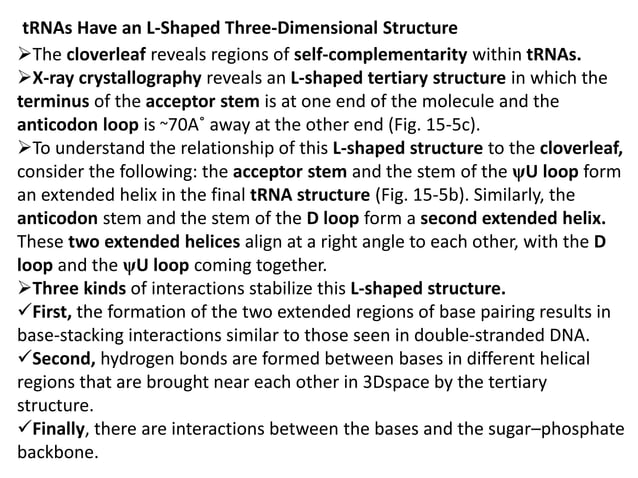 Molecular basis of life: Structures and function of DNA and RNA | PPTX