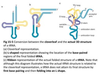 Molecular basis of life: Structures and function of DNA and RNA | PPTX