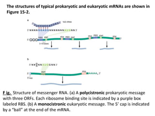 Molecular basis of life: Structures and function of DNA and RNA | PPTX