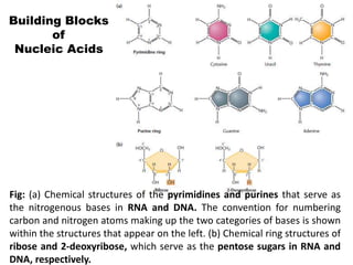 Molecular basis of life: Structures and function of DNA and RNA | PPTX