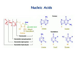 Molecular basis of life: Structures and function of DNA and RNA | PPTX