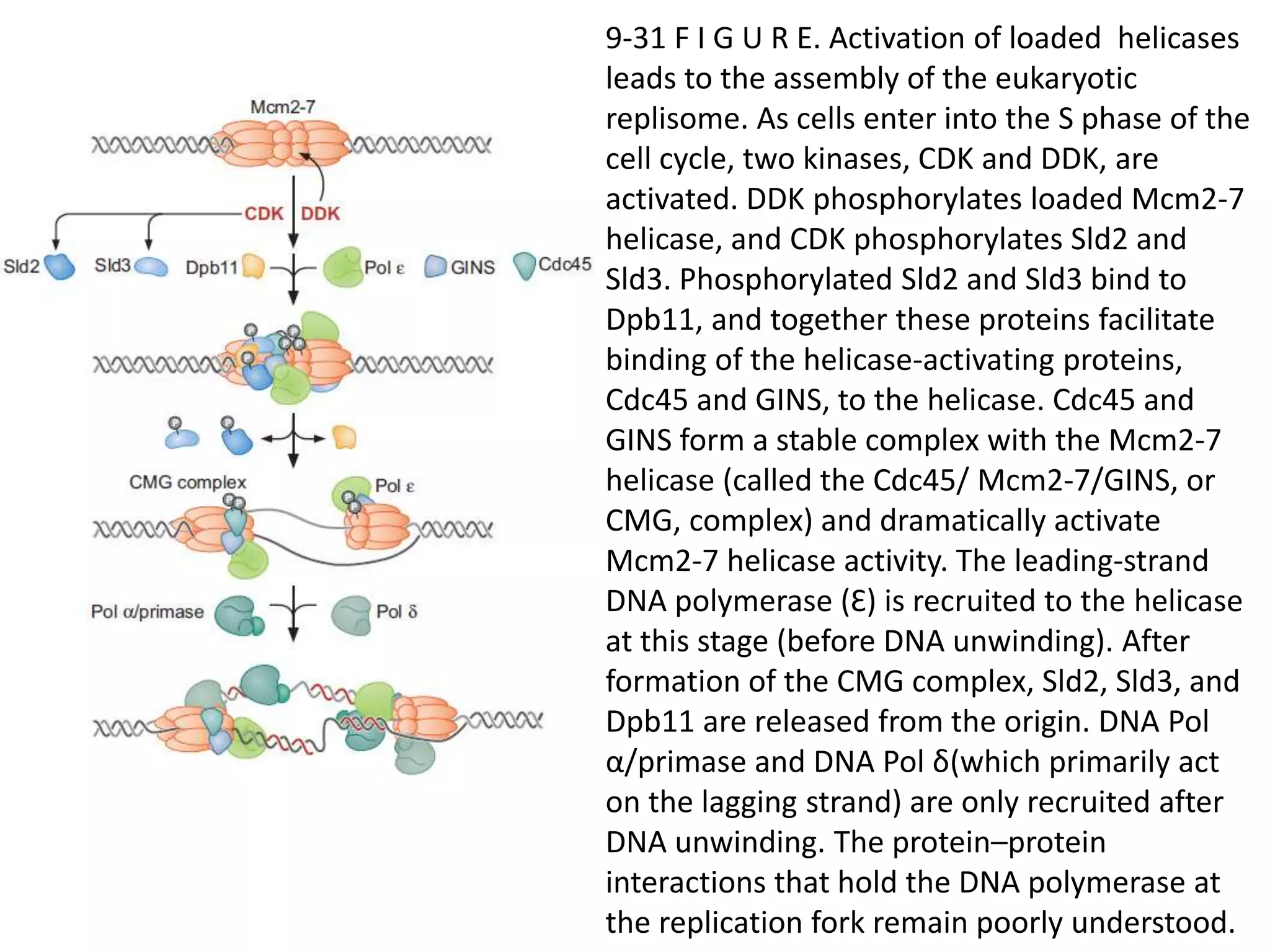 DNA Replication | PPTX