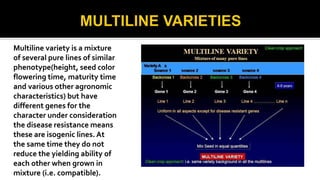 Single seed descent and multilines varieties ppt | PPTX