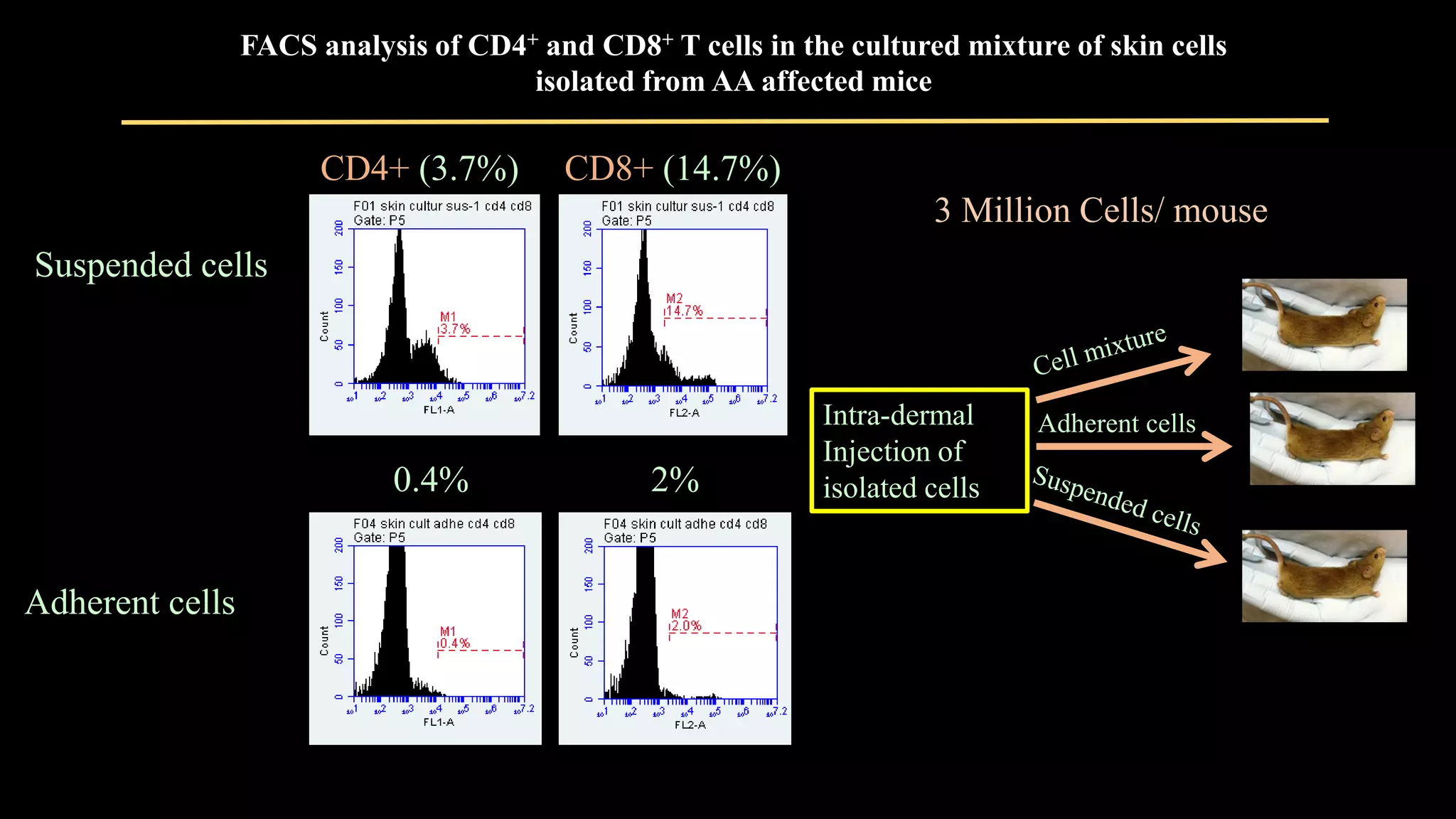 SSEA-Positive Myeloid Cells are Involved in Hair Loss in the Alopecia ...