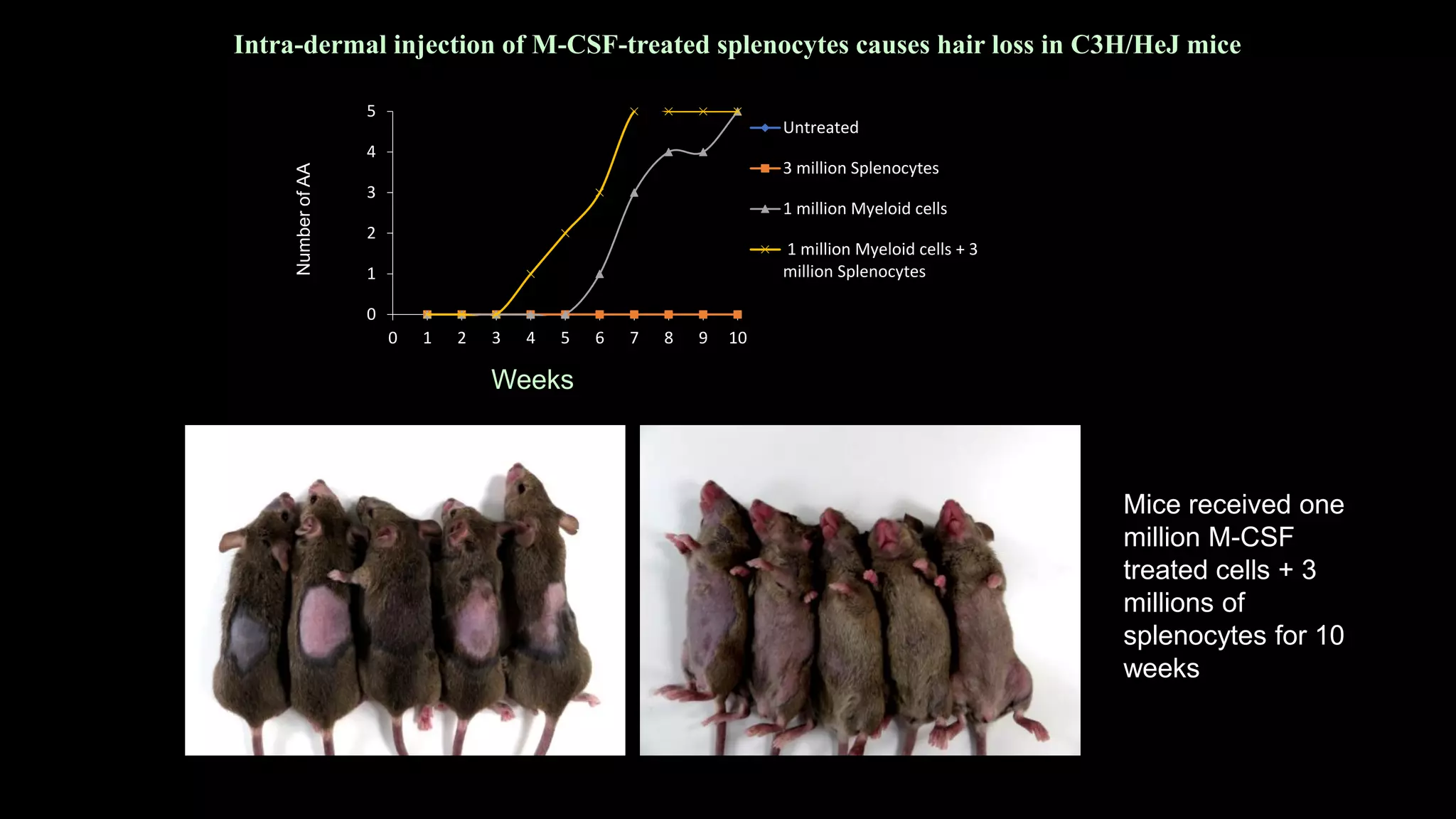 SSEA-Positive Myeloid Cells are Involved in Hair Loss in the Alopecia ...