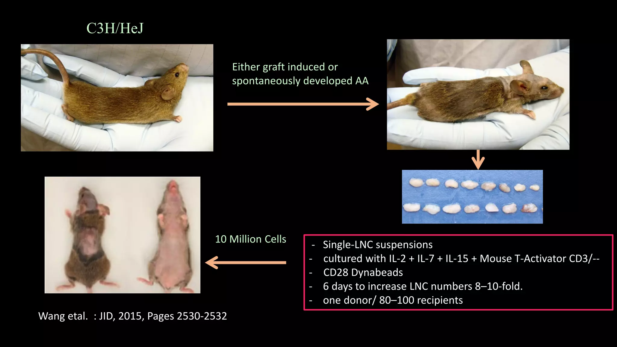 SSEA-Positive Myeloid Cells are Involved in Hair Loss in the Alopecia ...
