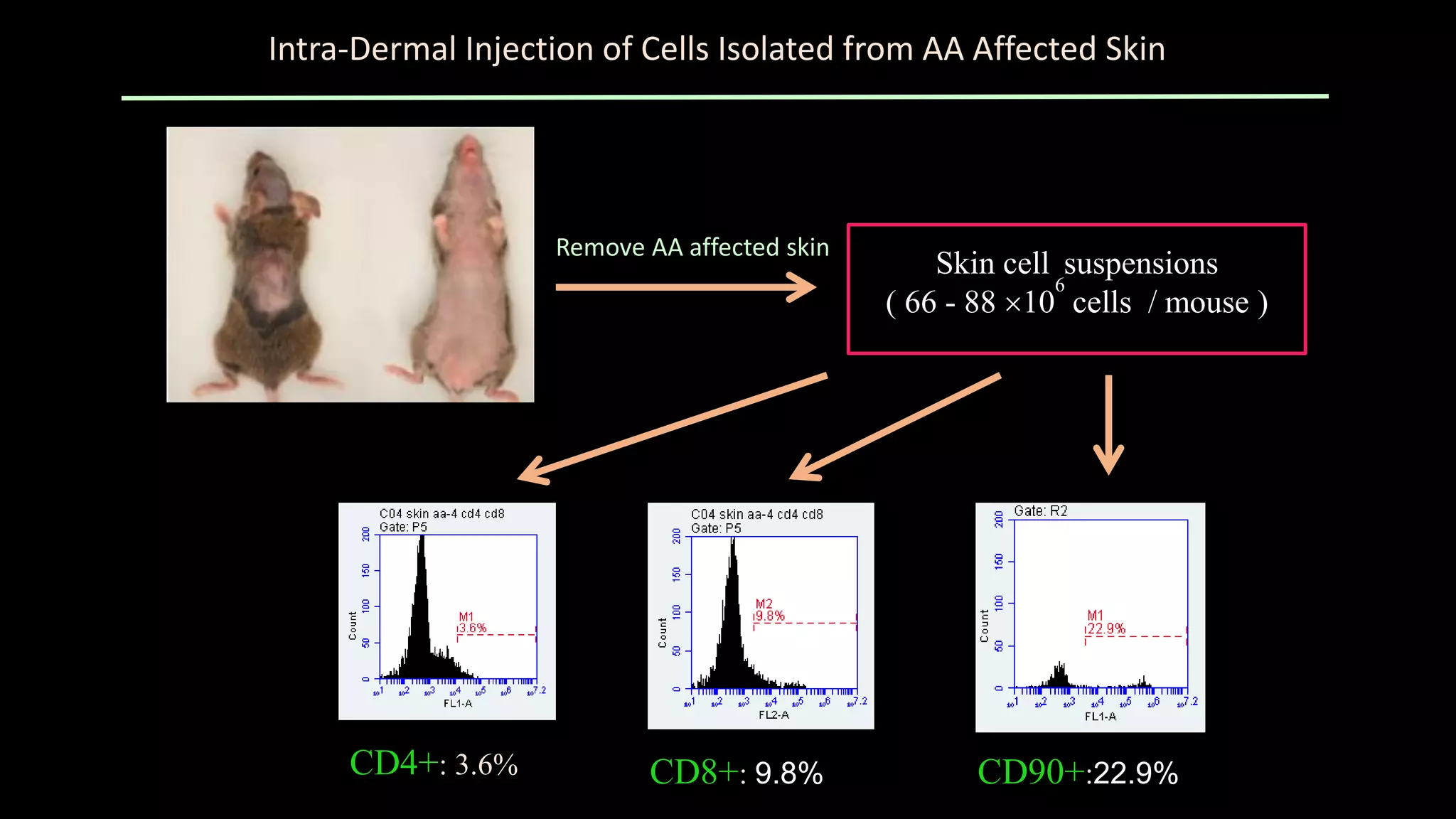 SSEA-Positive Myeloid Cells are Involved in Hair Loss in the Alopecia ...