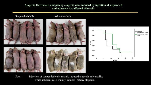SSEA-Positive Myeloid Cells are Involved in Hair Loss in the Alopecia ...