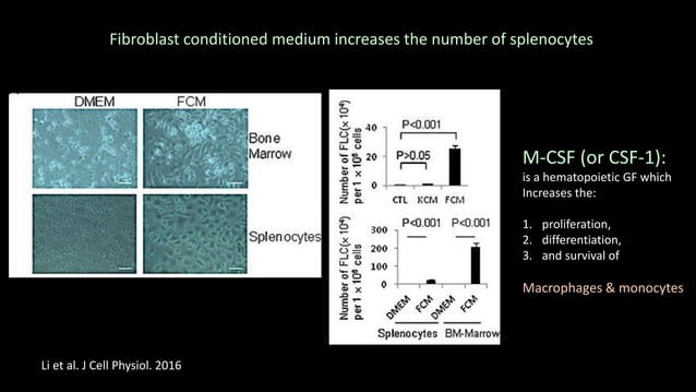 SSEA-Positive Myeloid Cells are Involved in Hair Loss in the Alopecia ...