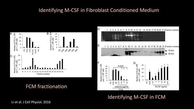 SSEA-Positive Myeloid Cells are Involved in Hair Loss in the Alopecia ...
