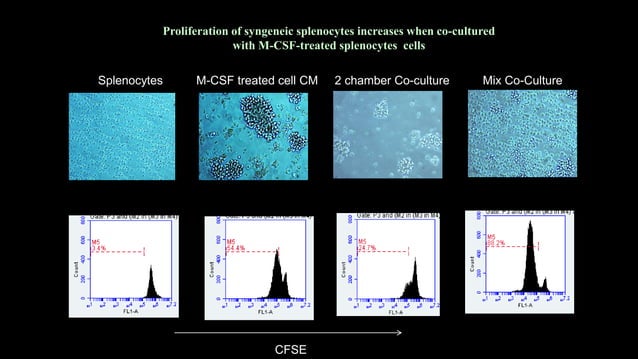 SSEA-Positive Myeloid Cells are Involved in Hair Loss in the Alopecia ...