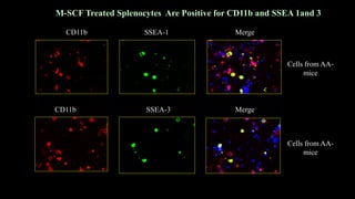 SSEA-Positive Myeloid Cells are Involved in Hair Loss in the Alopecia ...