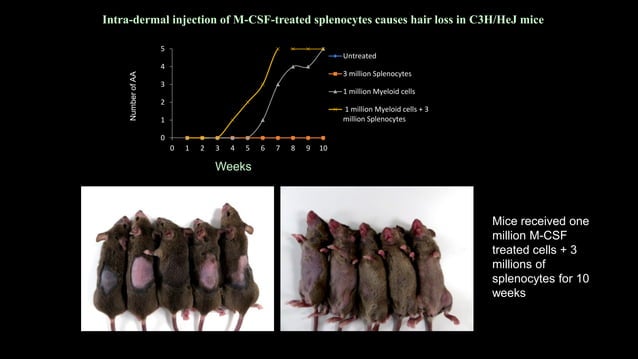 SSEA-Positive Myeloid Cells are Involved in Hair Loss in the Alopecia ...
