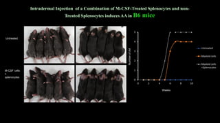 SSEA-Positive Myeloid Cells are Involved in Hair Loss in the Alopecia ...