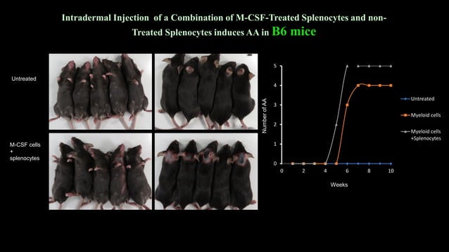 SSEA-Positive Myeloid Cells are Involved in Hair Loss in the Alopecia ...