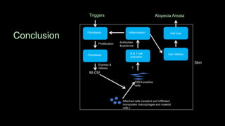 SSEA-Positive Myeloid Cells are Involved in Hair Loss in the Alopecia ...