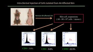 SSEA-Positive Myeloid Cells are Involved in Hair Loss in the Alopecia ...