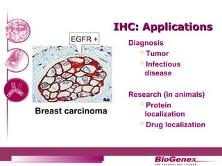 Immunohistochemistry analyses | PPT