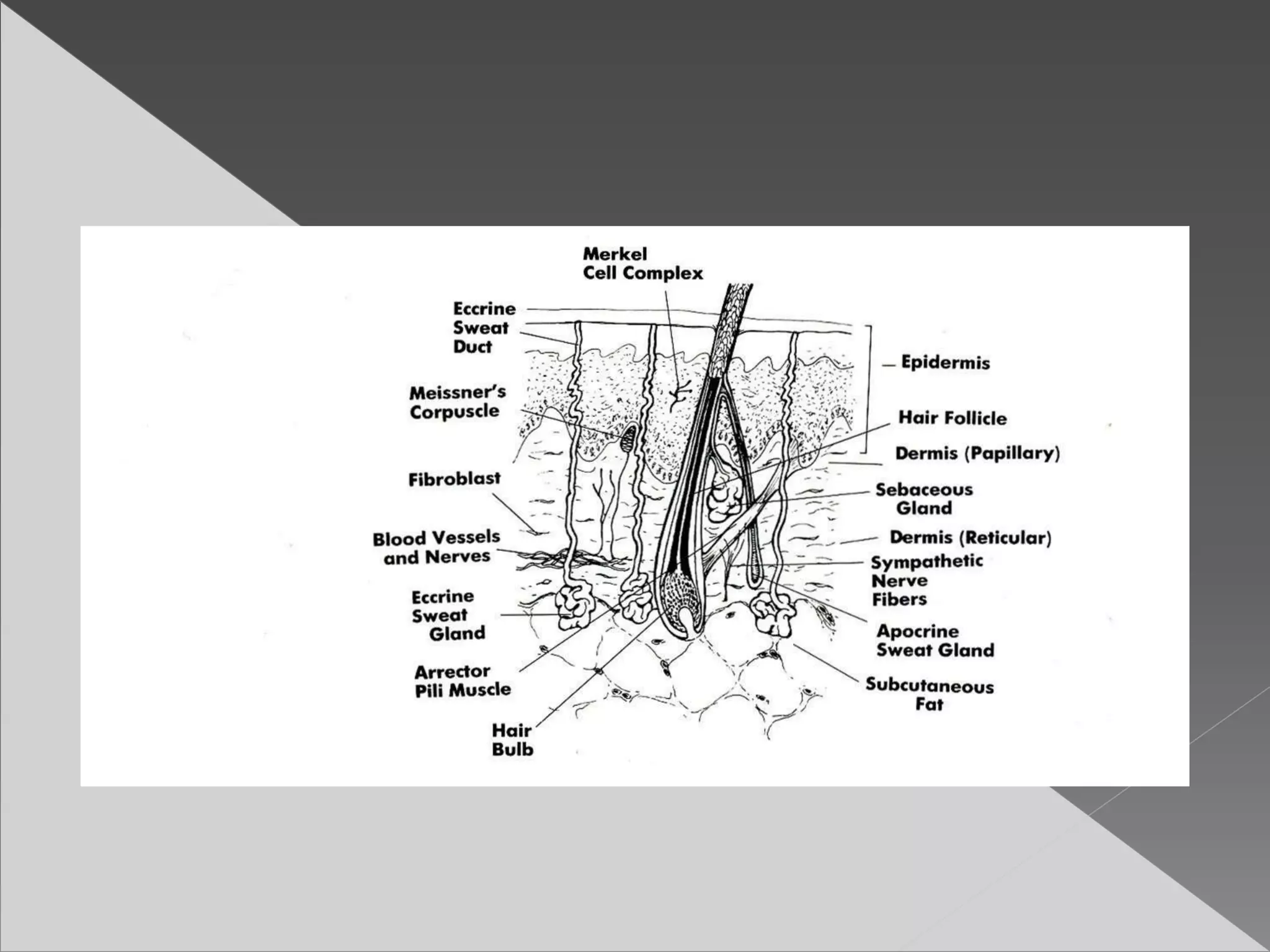 slit skin grafting | PPTX