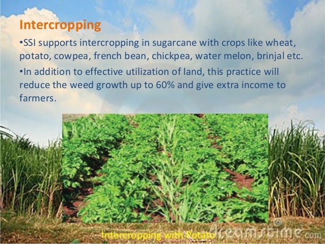 Benefits Of Intercropping