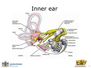 PPT Life Sciences Grade 12 Module 4 The Ear.pptx