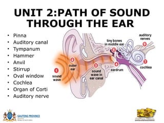 PPT Life Sciences Grade 12 Module 4 The Ear.pptx