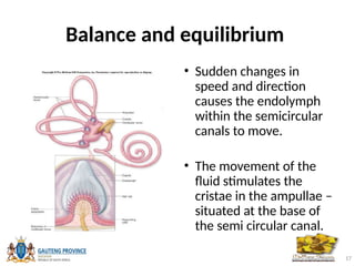 PPT Life Sciences Grade 12 Module 4 The Ear.pptx