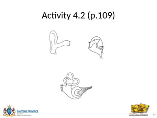 PPT Life Sciences Grade 12 Module 4 The Ear.pptx