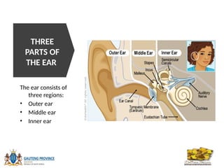 PPT Life Sciences Grade 12 Module 4 The Ear.pptx