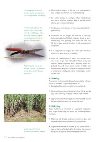 Ssi training manual on sugarcane cultivation | PDF