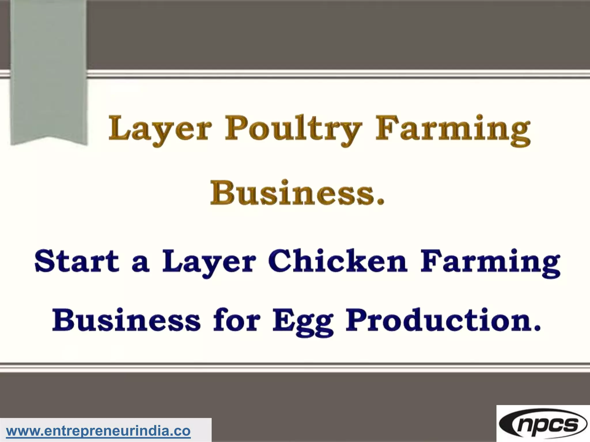 Layer Poultry Farming Business | PPTX