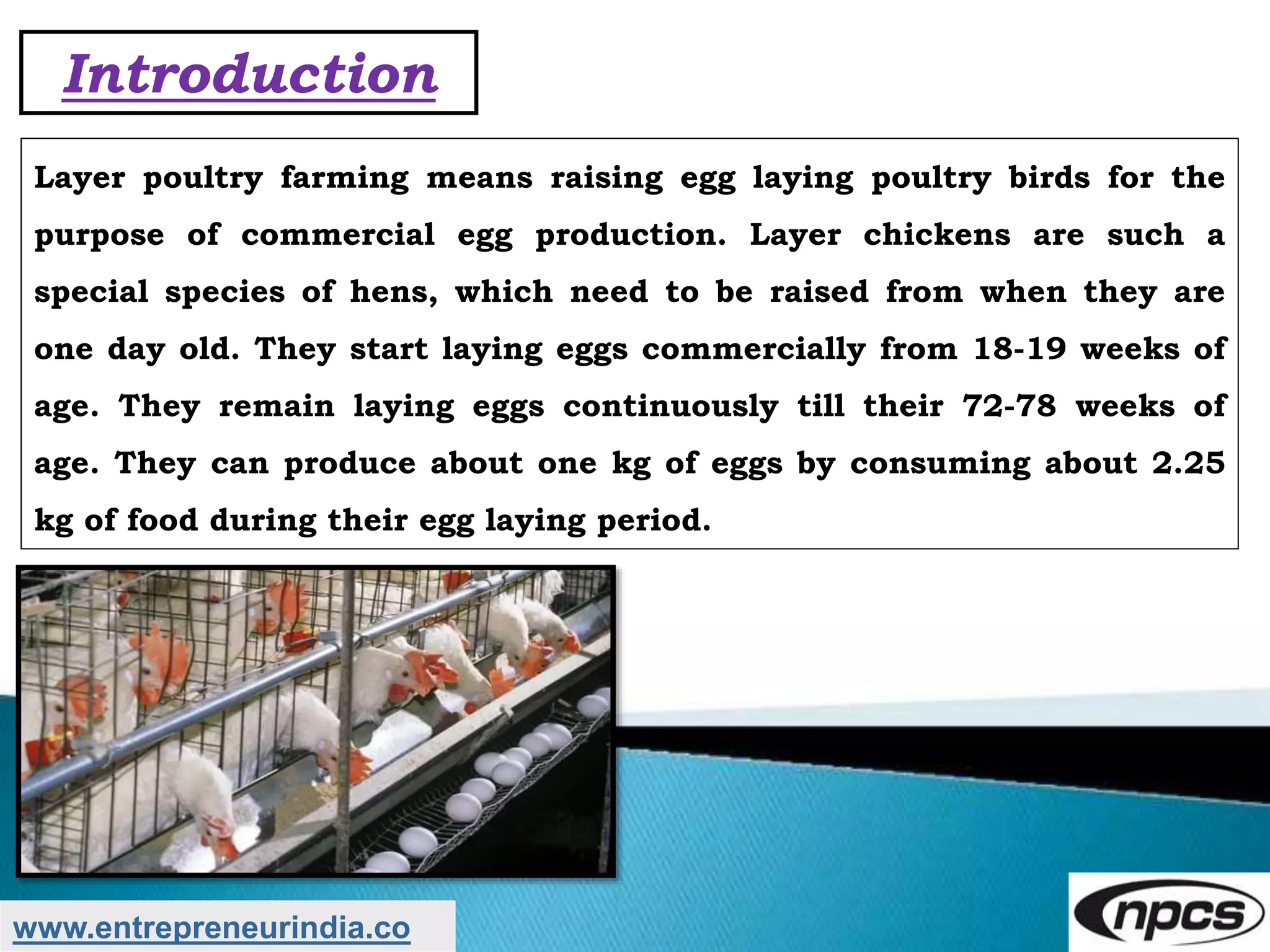 Layer Poultry Farming Business | PPTX