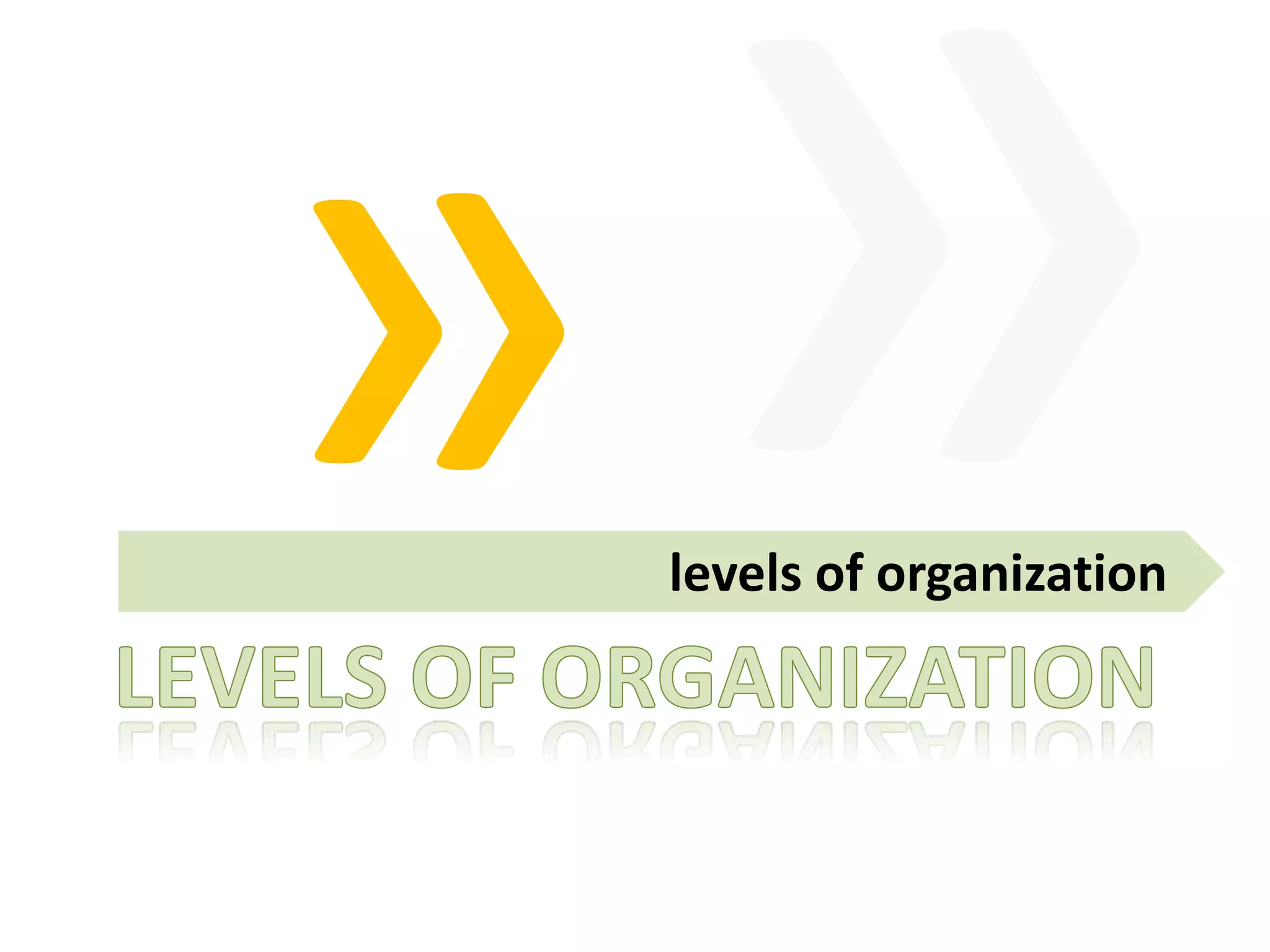 Ss lesson levels of organization | PPTX