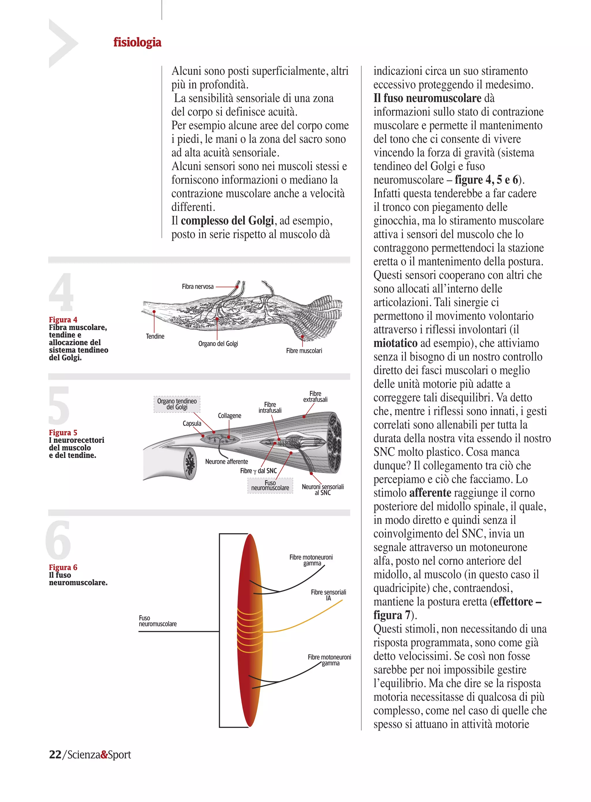 Neurofisiologia del movimento, la base della biomeccanica | PDF
