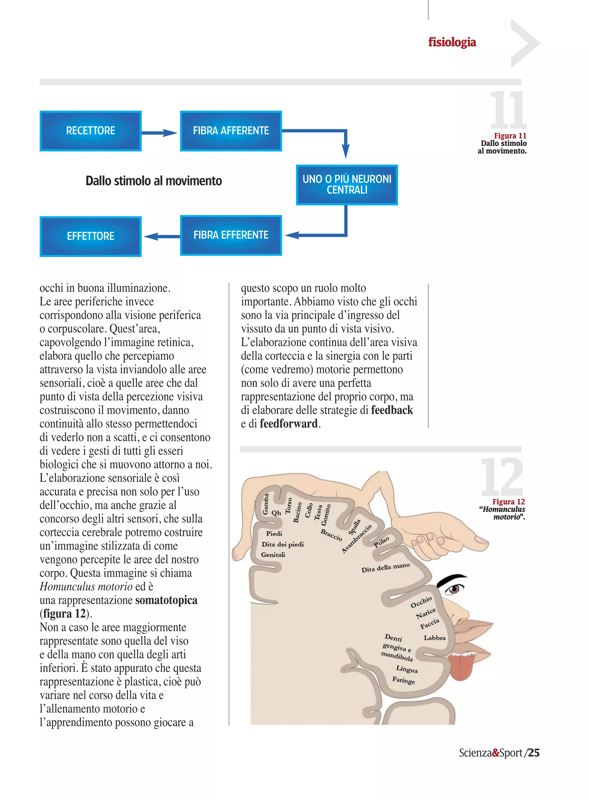 Neurofisiologia del movimento, la base della biomeccanica | PDF