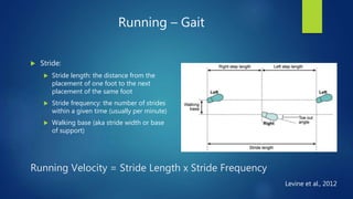The 100m Sprint: a Basic Needs Analysis | PPTX