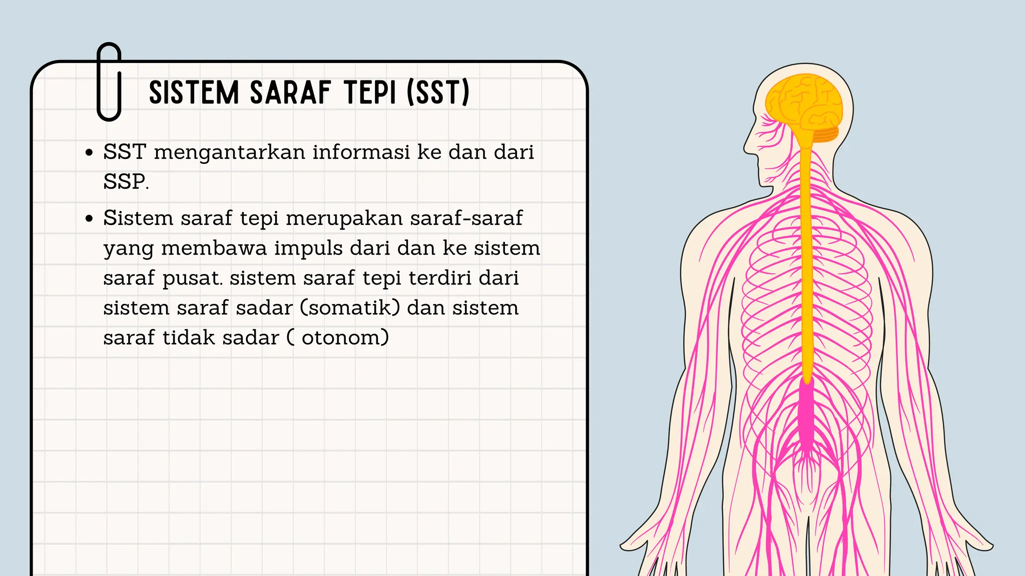 sistem syaraf pusat dan sistem syaraf tepi | PDF