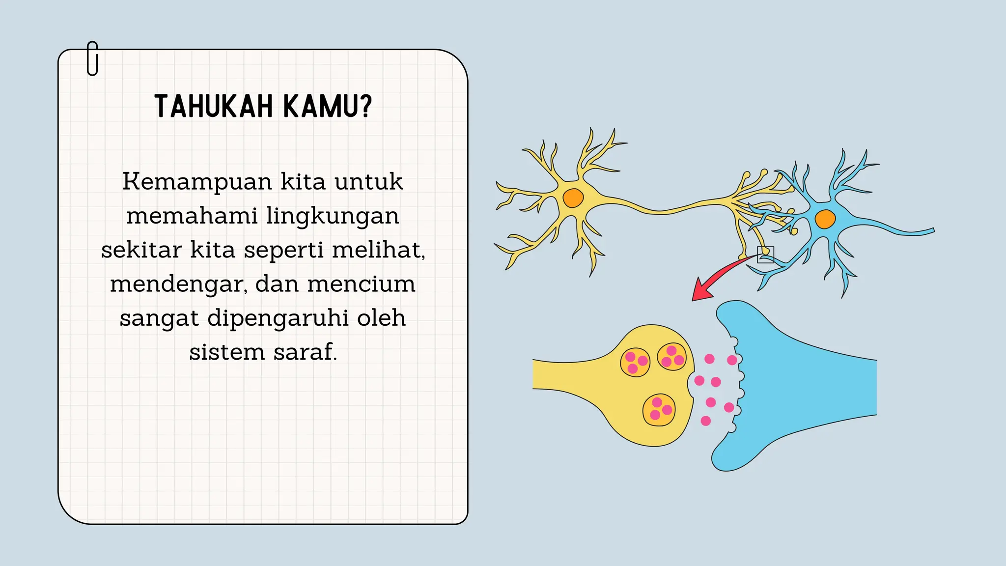 sistem syaraf pusat dan sistem syaraf tepi | PDF