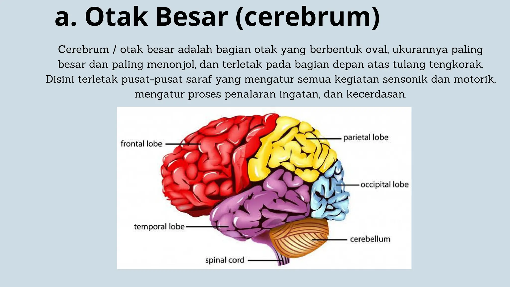 sistem syaraf pusat dan sistem syaraf tepi | PDF