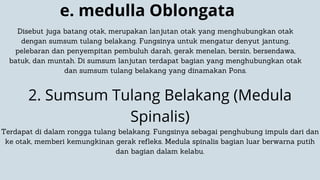 sistem syaraf pusat dan sistem syaraf tepi | PDF