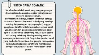 sistem syaraf pusat dan sistem syaraf tepi | PPT