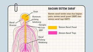 sistem syaraf pusat dan sistem syaraf tepi | PDF