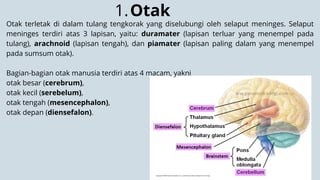 sistem syaraf pusat dan sistem syaraf tepi | PPT