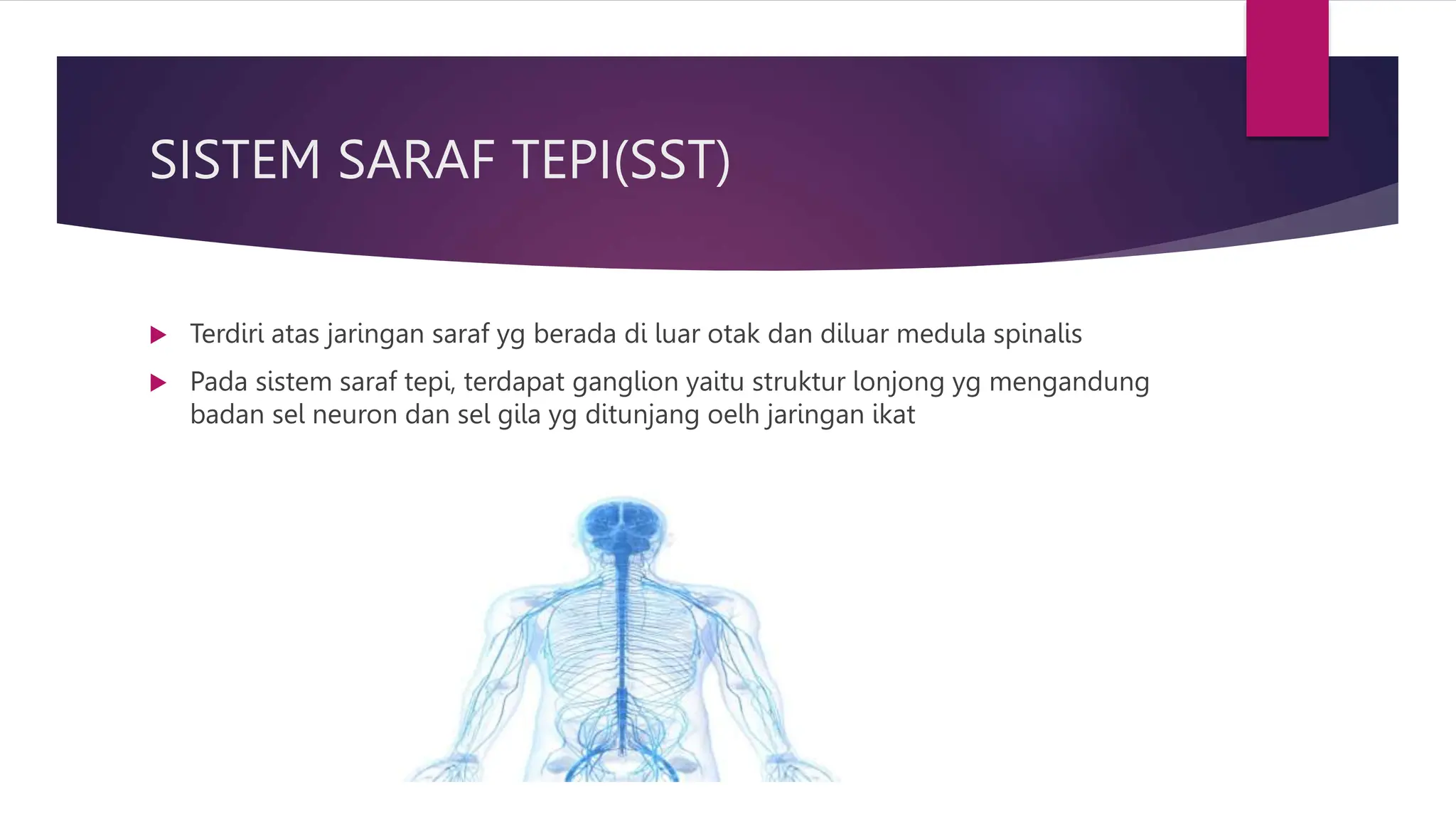 Sistem saraf pusat saraf tepi mapel biologi. pptx | PPT