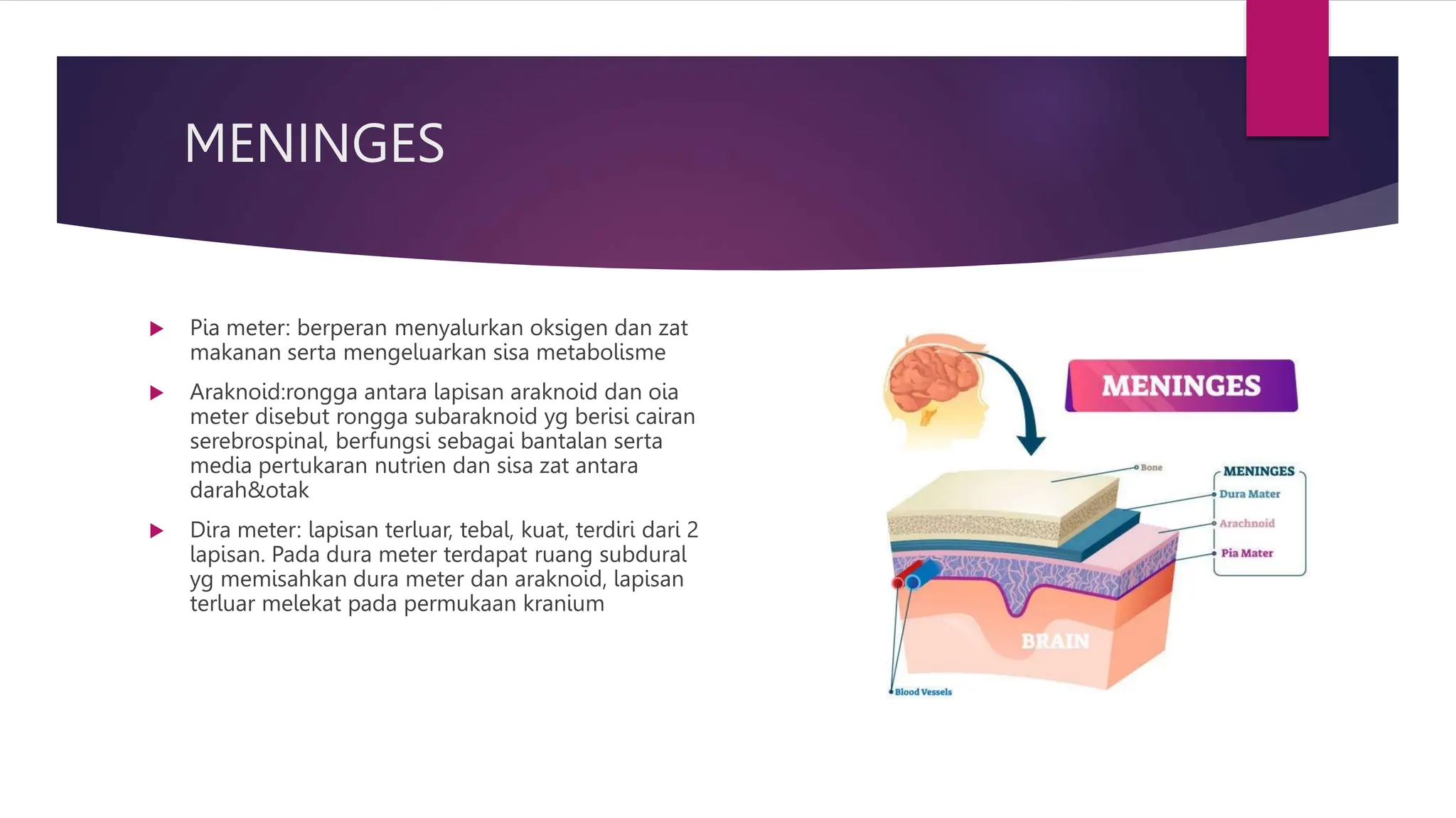 Sistem saraf pusat saraf tepi mapel biologi. pptx | PPT