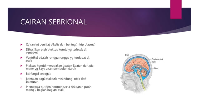 Sistem saraf pusat saraf tepi mapel biologi. pptx | PPT