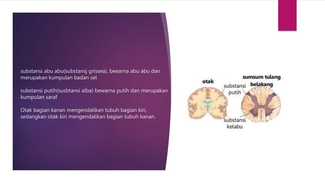Sistem saraf pusat saraf tepi mapel biologi. pptx | PPT