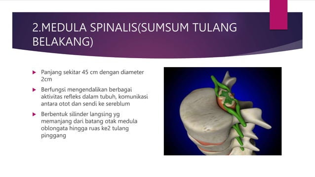 Sistem saraf pusat saraf tepi mapel biologi. pptx | PPT